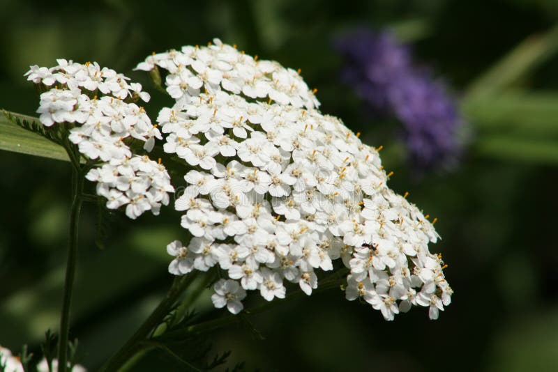 White Yarrow Flower stock photo. Image of foliage, invasive - 91631632