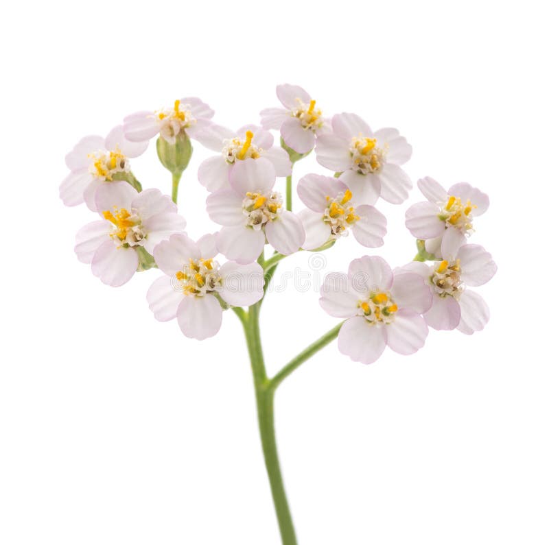 White Yarrow Flower stock photo. Image of foliage, invasive - 91631632