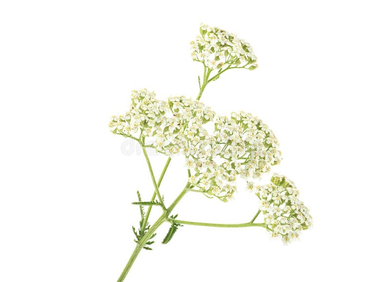White Yarrow Flowers With Stem Isolated On White Background Stock Photo ...