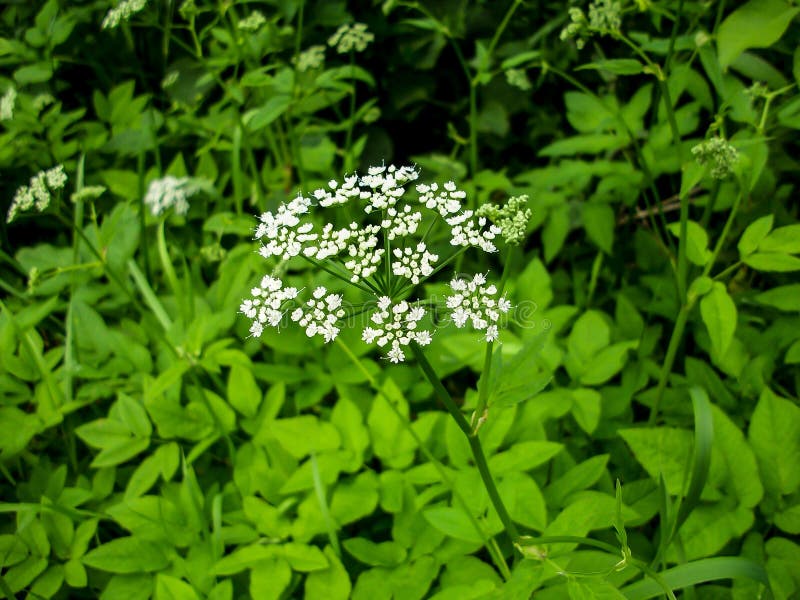 White yarrow on spring stock image. Image of meadow, yarrow - 46902829