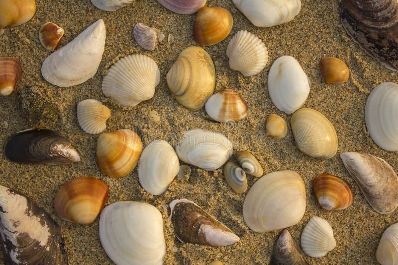 White Yellow Brown Shells of Different Shapes and Sizes on the Sand ...