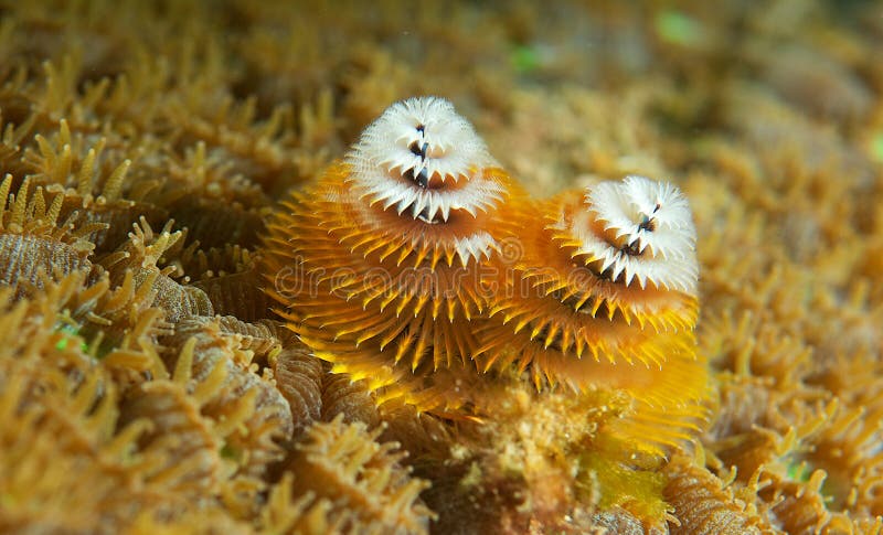 White and Yellow Christmas Tree Worm Stock Photo - Image of pacific ...