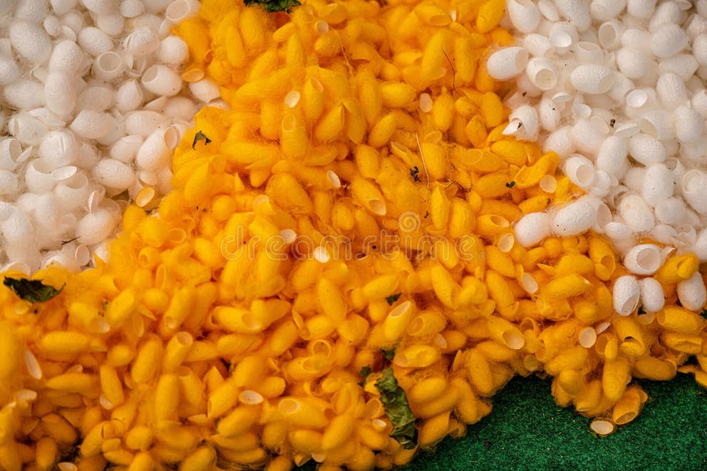 White and Yellow Cocoon, Display for Show and Prepare for Boiling Stock ...