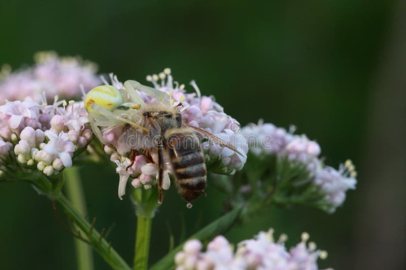 Paralyzed Bee Stock Photos - Free & Royalty-Free Stock Photos from ...