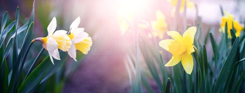 White and Yellow Daffodils on a Flower Bed in Sunny Weather Stock Photo ...