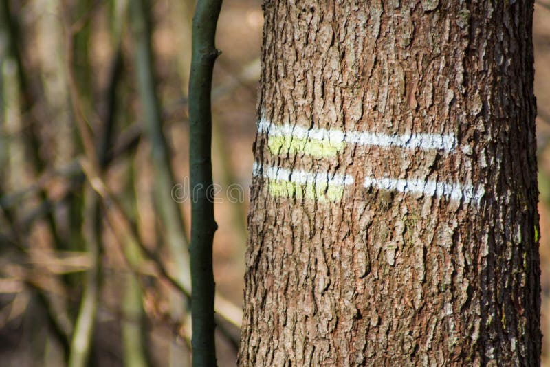White sign on a pine stock photo. Image of wood, sign - 113324062