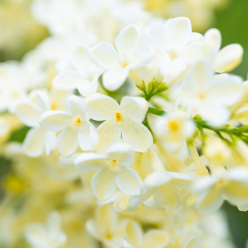 White Yellow Lilac Flowers Macro Background Stock Photo - Image of ...