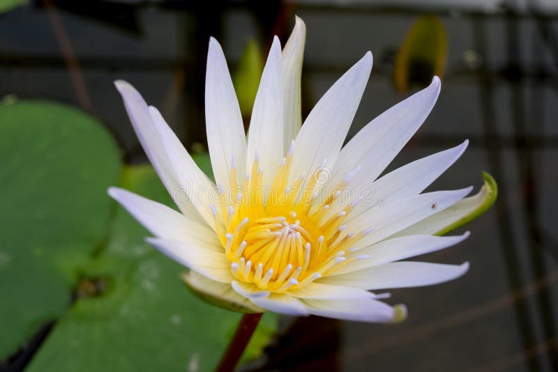 Olu Flower, Nymphaea Nouchali,water Lily, Blue Water Lily, Blue Star ...
