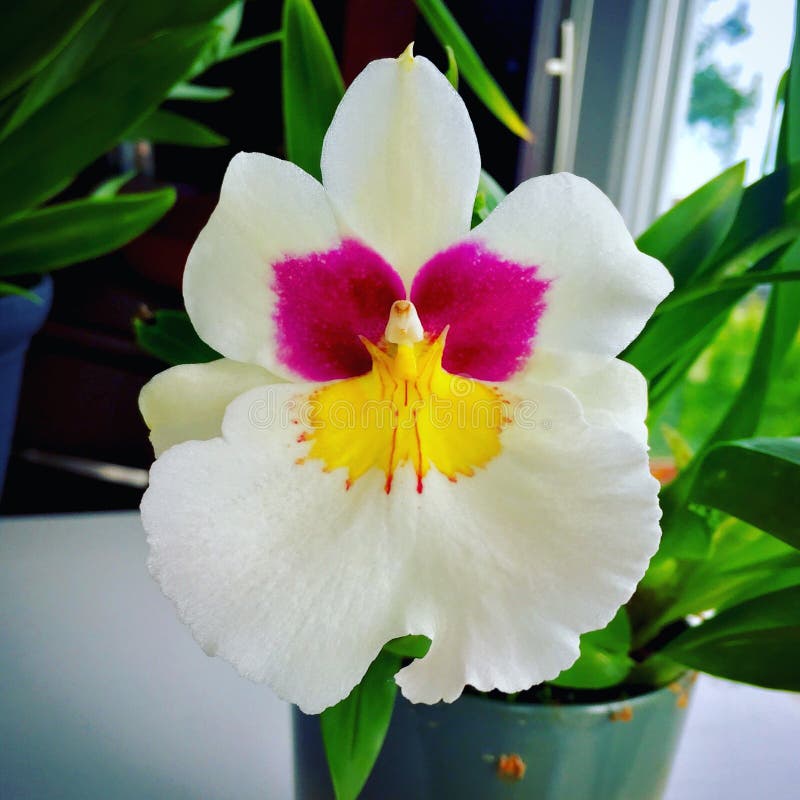 Lady Orchid and Hybrid stock image. Image of landscape - 31184085