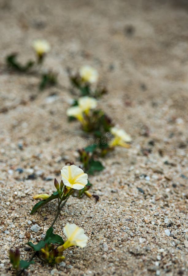 Yellow Morning Sunrise on River Stock Image - Image of reflection ...