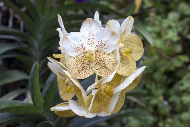 White and Yellow Orchid Vanda Flower Bloom in the Garden. Stock Image ...