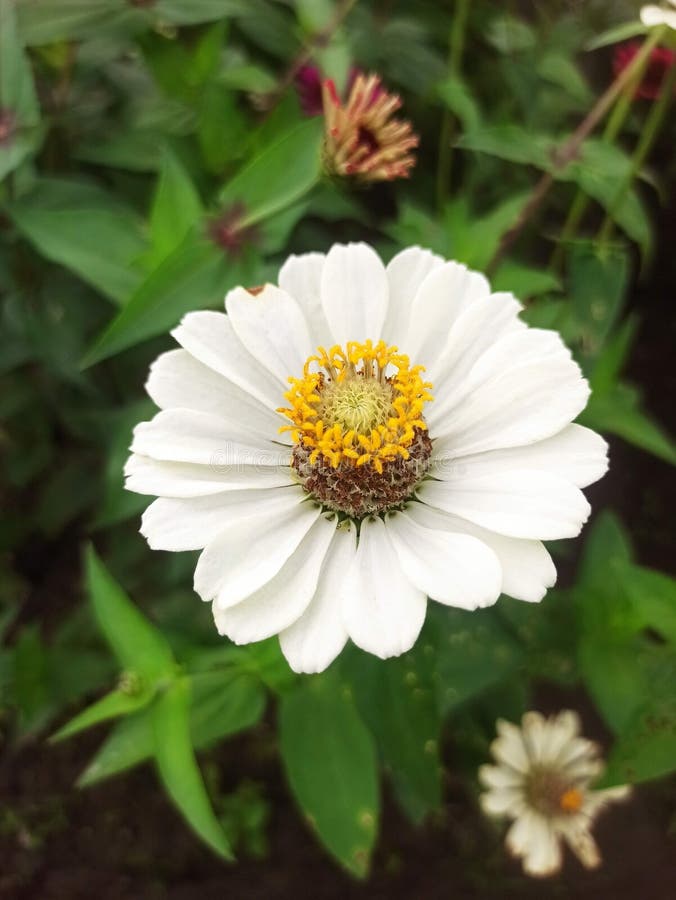 White Yellow Paper Flower with Small Yellow Crown Stock Image - Image ...