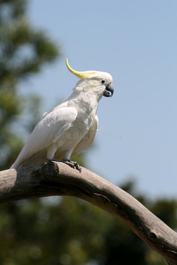 White and yellow parrot stock photo. Image of parrot, paradise - 2436066