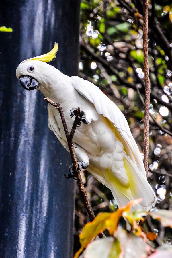 A White and Yellow Parrot is Perched on a Branch Stock Image - Image of ...