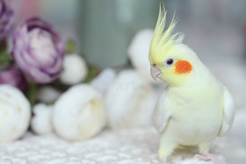 White and yellow parrot stock image. Image of exotic - 253001361
