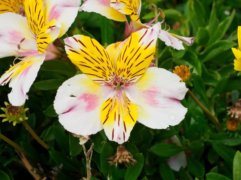 White and Yellow Peruvian Lily (Alstroemeria Aurea) Flower Stock Photo ...
