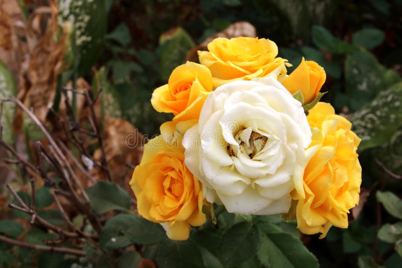 White and yellow roses stock photo. Image of flower, flora - 48184548