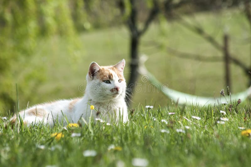 White and Yellow Rustic Cat Stock Photo - Image of portrait, cute: 92793196