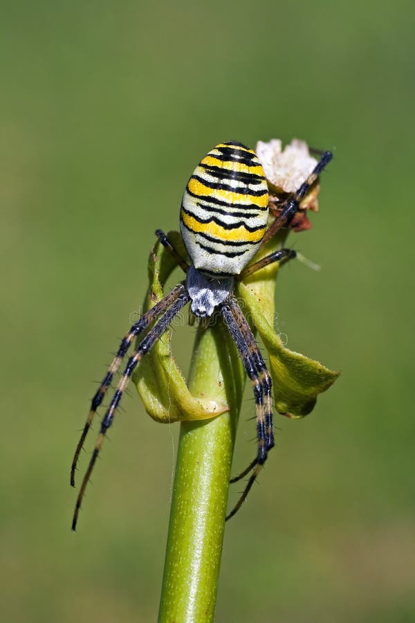 White - Yellow Spider, Argiope Bruennichi Stock Image - Image of hair ...