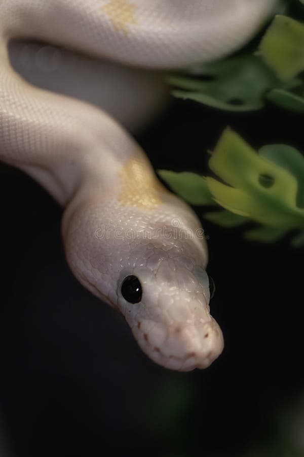 White and Yellow Spots Snake. Stock Image - Image of color, snake ...