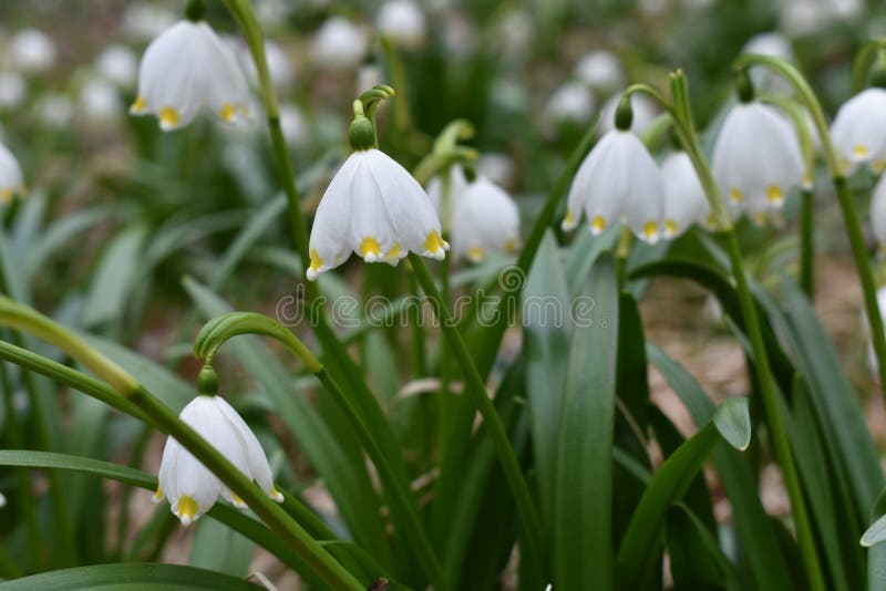 Spring Snowflake Flowers stock image. Image of flower - 113444181