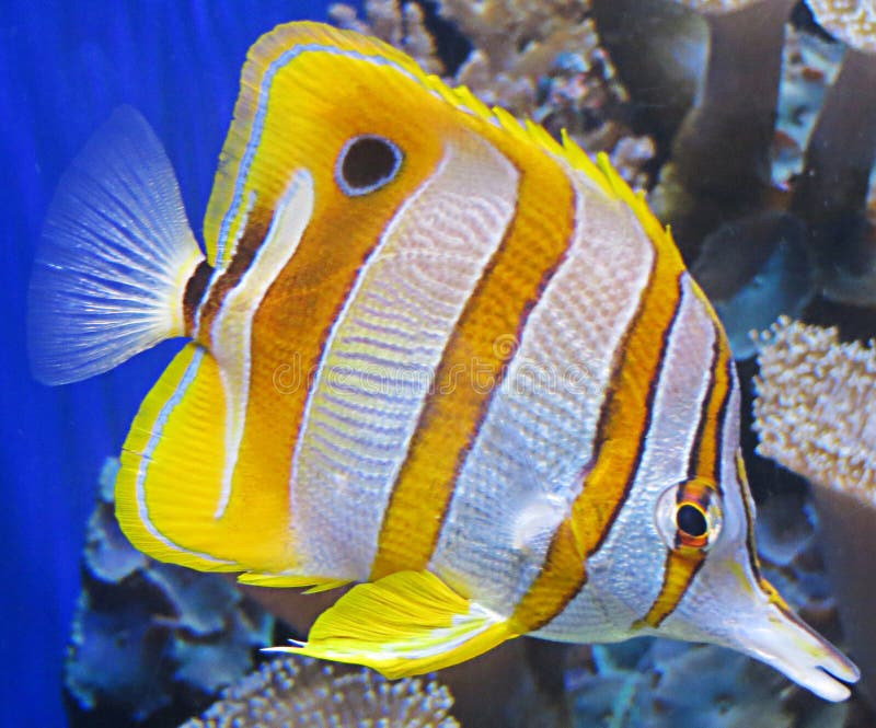 White And Yellow Tropical Fish Picture. Image: 84925565