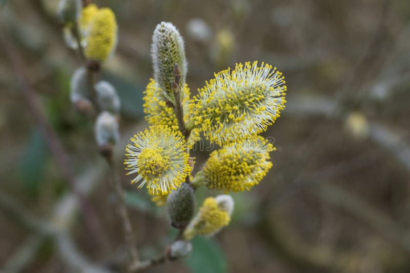 Willow Catkin, Salix with Delicate Down in Spring Stock Image - Image ...