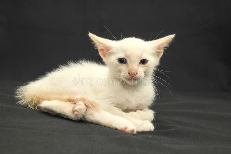 White Young Baby Cat stock photo. Image of nature, adorable - 38188306