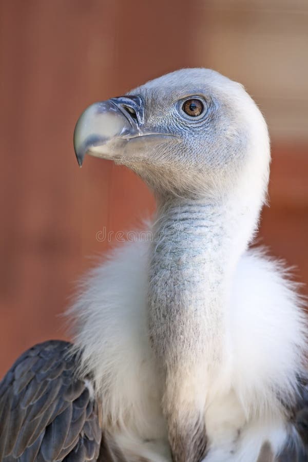 White young baby vulture stock photo. Image of isolated - 56735626
