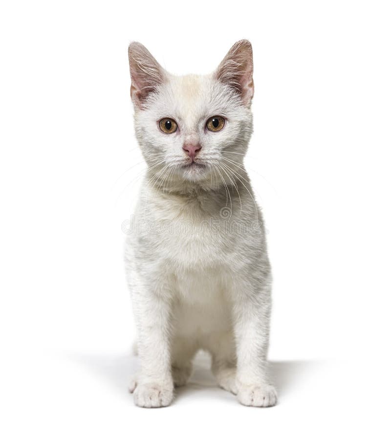 White Young Crossbreed Cat Looking Up Isolated Stock Image - Image of ...