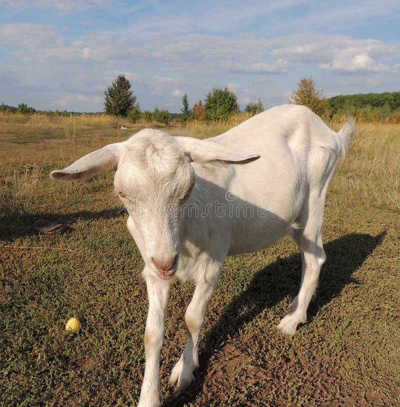 Young white she-goat stock photo. Image of milk, agriculture - 47335028