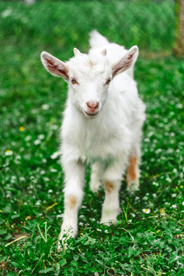 White Young Goat on Green Grass Stock Image - Image of domestic, mammal ...