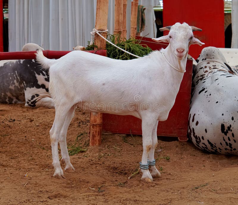 White Young Goat Standing on Sand Stock Image - Image of furry, grazing ...