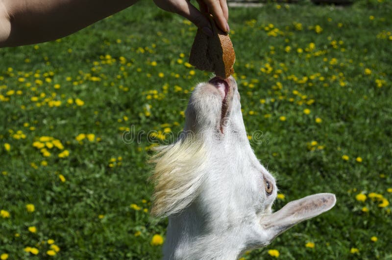 Goat Face Bread Stock Photos - Free & Royalty-Free Stock Photos from ...