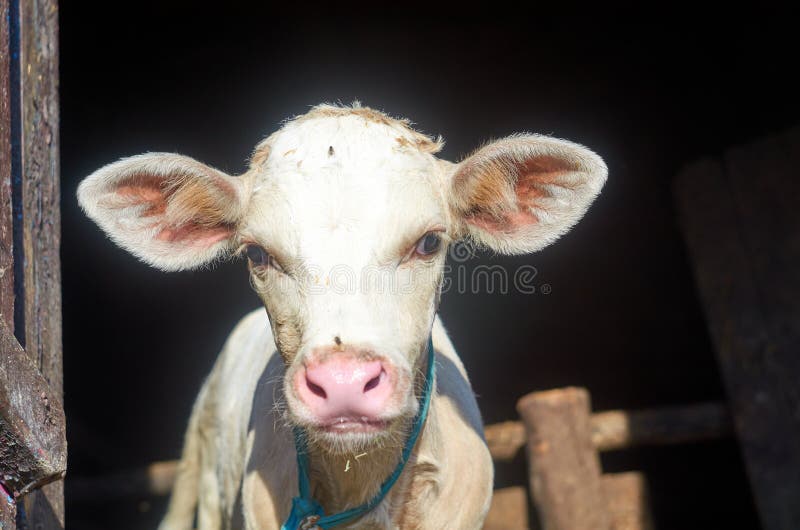 White Young Goby Looks at the Camera. Stock Photo - Image of goby, farm ...