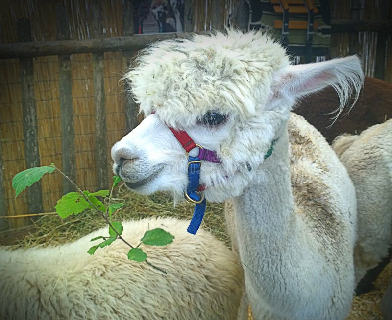 White young lama chewing stock photo. Image of display - 56305052