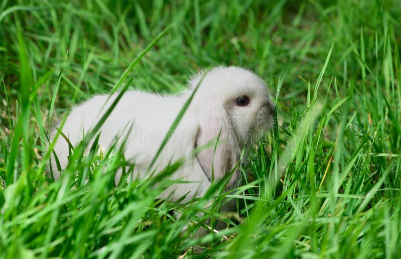 The White Young Miniature Lop is Lying in the Grass Stock Photo - Image ...