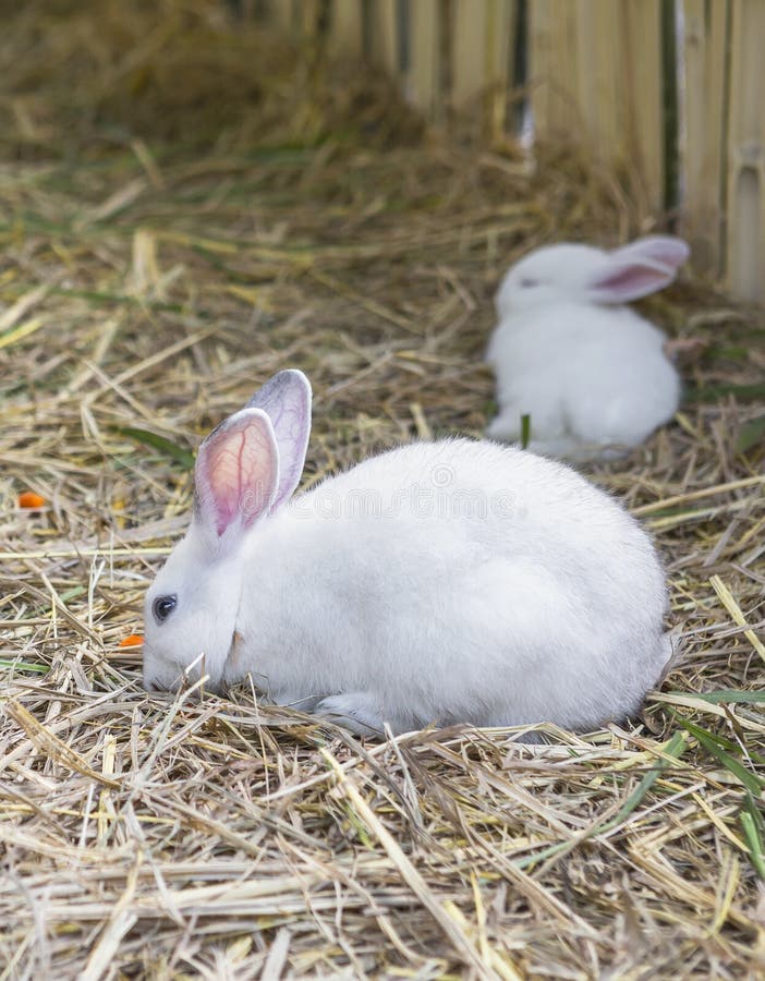 Rabbit Farm, Cute White Rabbit On The Dry Grass Floor Stock Image ...