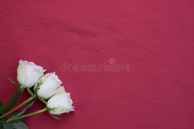 White and Young Roses are Laid Out on a Table Stock Image - Image of ...