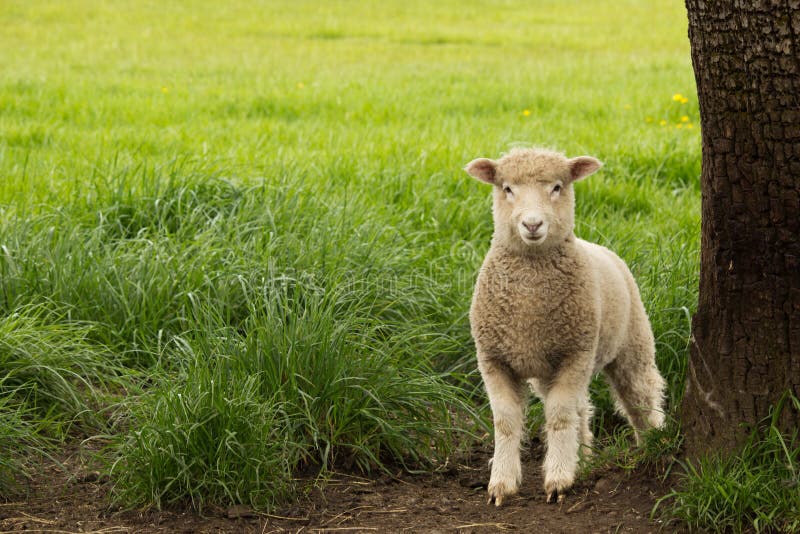 Young white Lamb stock photo. Image of nature, juvenile - 24065350
