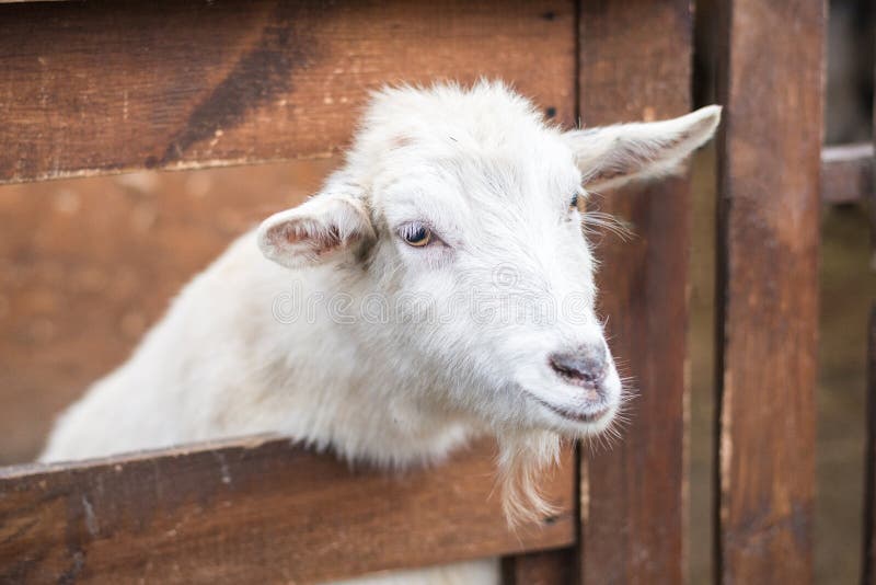 Frame Cute Sheep Stock Photos - Download 67 Royalty Free Photos