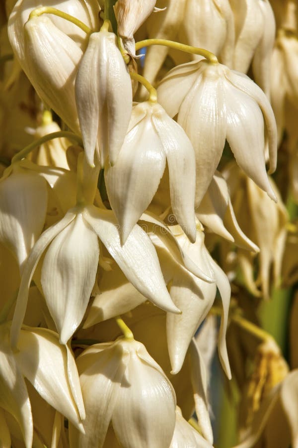 White Yucca Cactus Flowers stock photo. Image of floral - 20942192