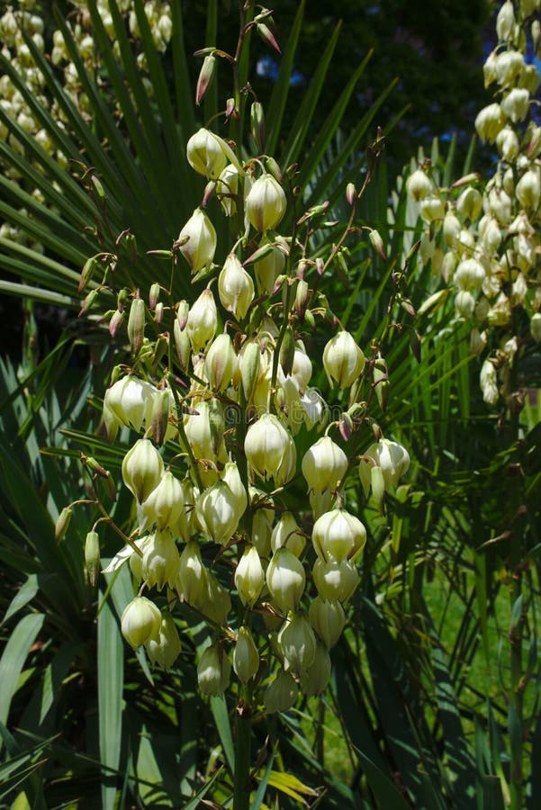 White Yucca Filamentosa Bush Flowers in Park, Close Up. Stock Photo ...