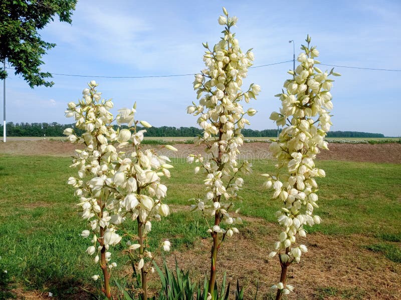 White Yucca Flowers on the Lawn Stock Photo - Image of plant, grass ...