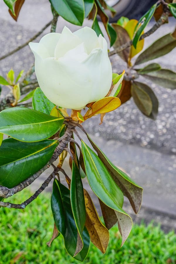 White Yulan Flower and Leaf Stock Image - Image of field, clos: 53392565