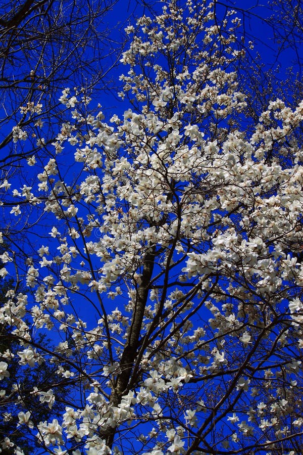 1,137 Yulan Stock Photos - Free & Royalty-Free Stock Photos from Dreamstime