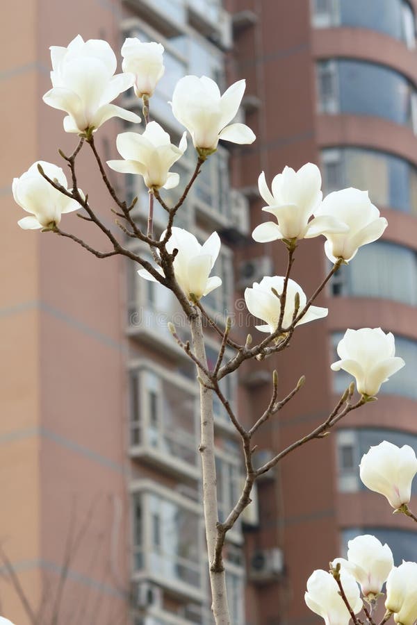 1,137 Yulan Stock Photos - Free & Royalty-Free Stock Photos from Dreamstime