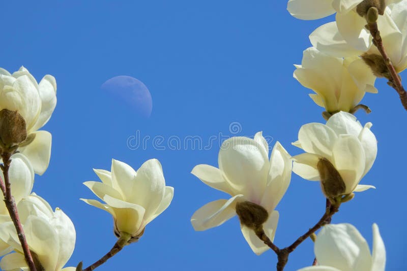 1,137 Yulan Stock Photos - Free & Royalty-Free Stock Photos from Dreamstime