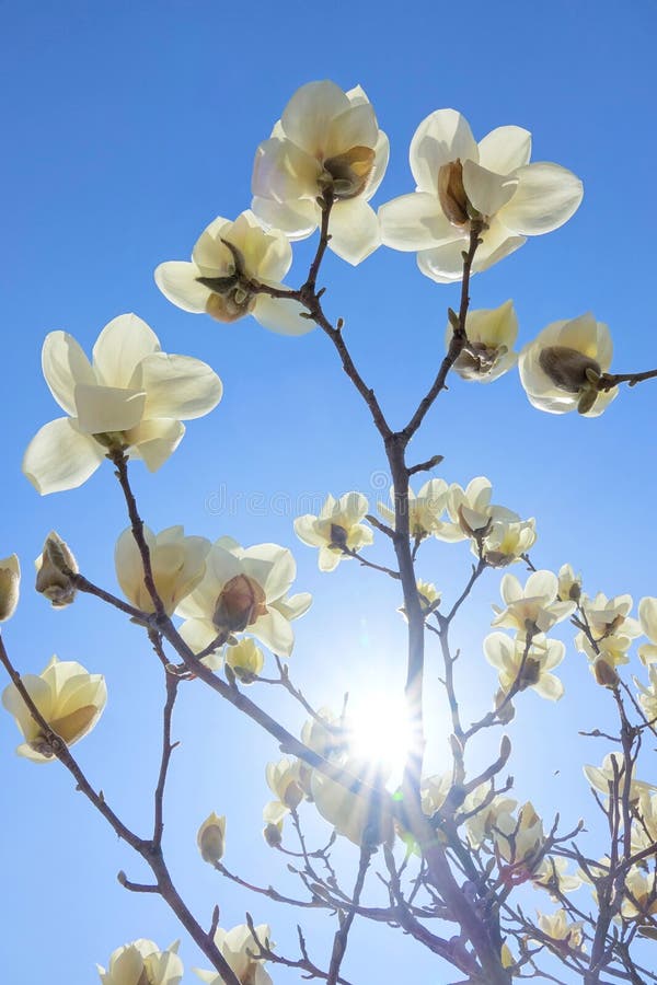 Yulan Stock Images - Download 548 Royalty Free Photos