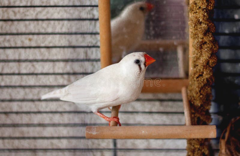White zebra bird on perch stock photo. Image of care - 254158552